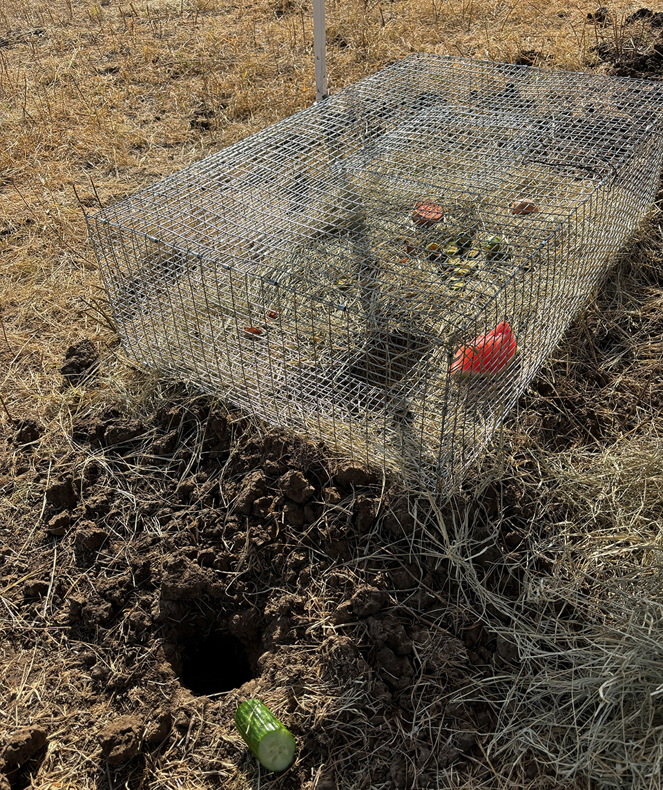 Behind the Scenes of a Prairie Dog Rescue – Friends of the Fort Worth ...