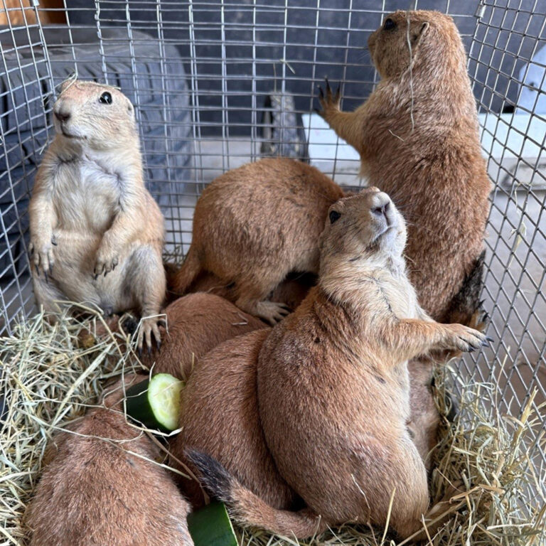 Prairie Dogs Return to the Nature Center – Friends of the Fort Worth ...