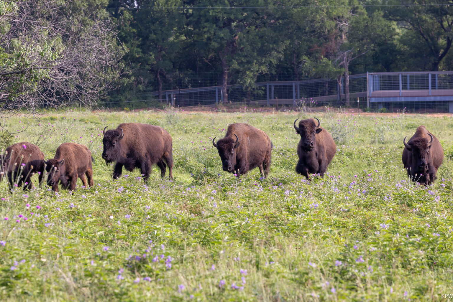 Exploring the Bison: A Glimpse into Rotational Grazing at the Nature ...